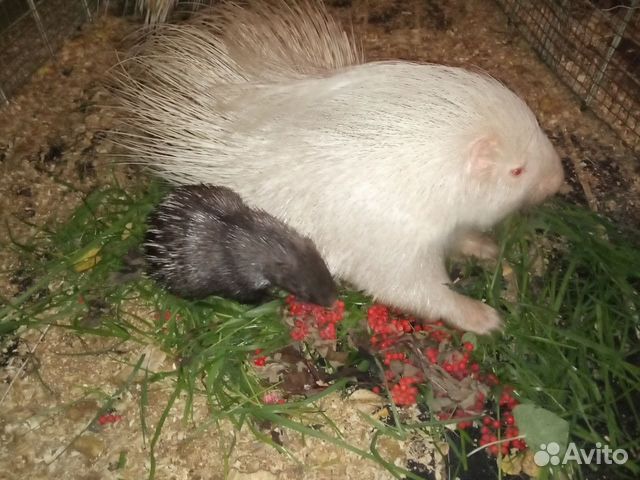 Дикобраз чёрный