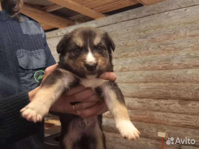 Домашние животные собаки