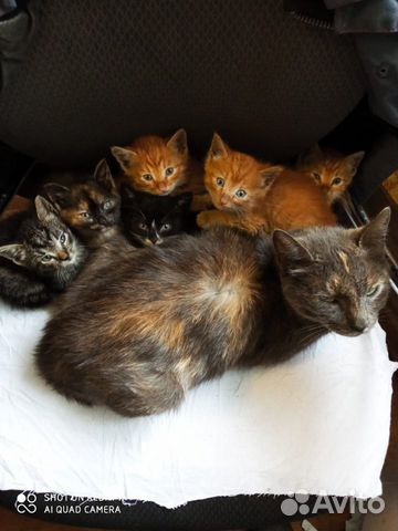 5 чудесных котят