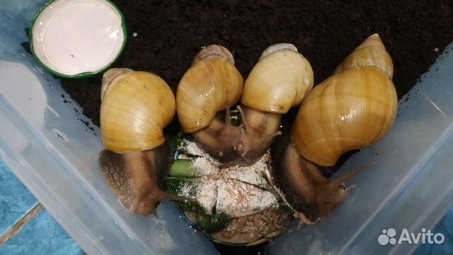 Улитки Гигантские Ахатины
