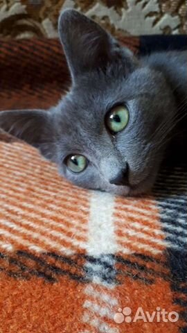Котёнок метис 3,5 мес в добрые руки