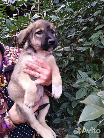 Щенки метисы от овчарки