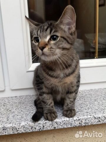 Отдам котенка в добрые руки