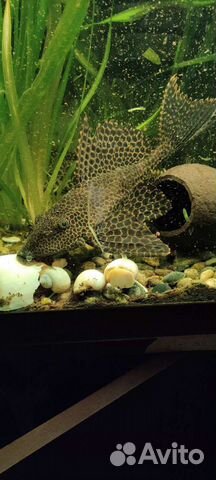 Птерегоплихт