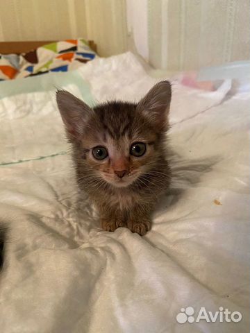 Котенок Лися в добрые руки