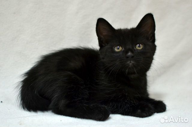 Кошка курильский бобтейл