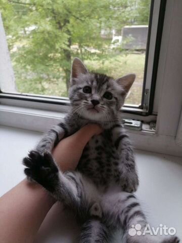 Котик в дрбрые руки