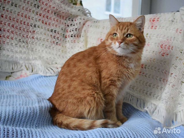 Стёпа в поисках дома и добрых, заботливых хозяев