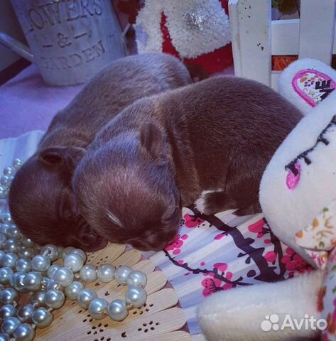 Кукольные микро малыши беби фейс