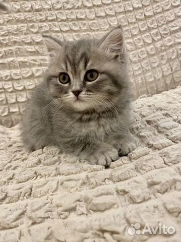 Британский котёнок ищет хозяев
