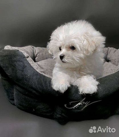 Крошечный мальтипу f1 микро