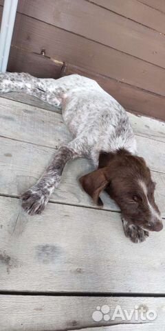 Дратхаар щенок