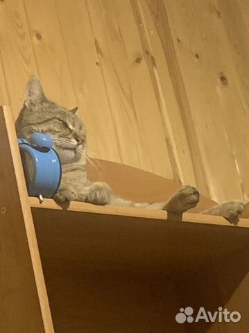 Отдатим кота Кот очень хороший,молодой,игривый) пр