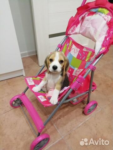 Щенки бигль