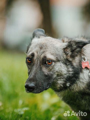 Собака Дакота в добрые руки
