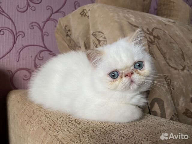 Котята экзоты