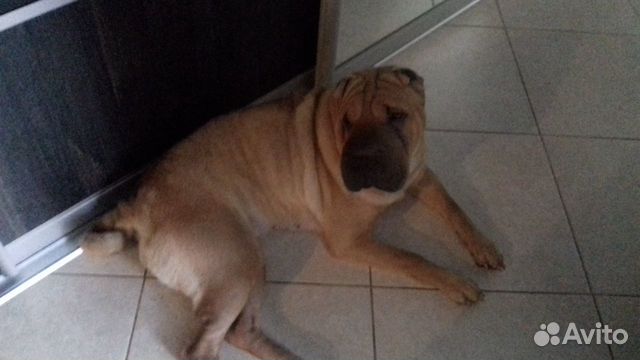 Собака шарпей