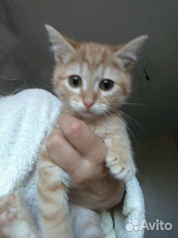 Рыжий котенок