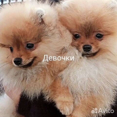 Померанский шпиц медвежьего типа
