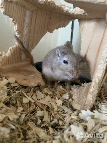 Песчанка самец