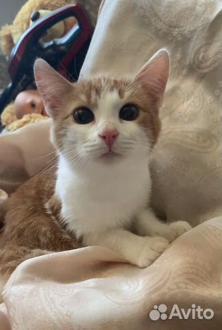 Рыжая ласковая котенок Ириска 3 месяца в дар