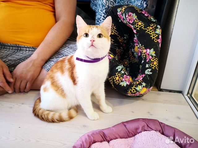 Кошка в дар