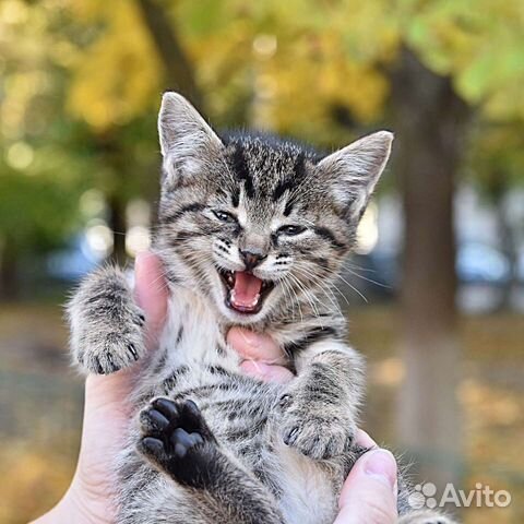 Котëнок Принц ищет дом