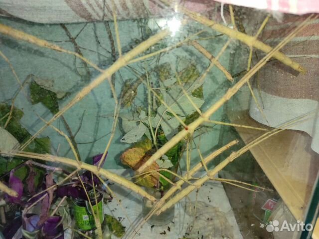 Палочник анамский