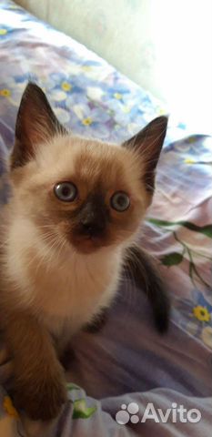 Котик