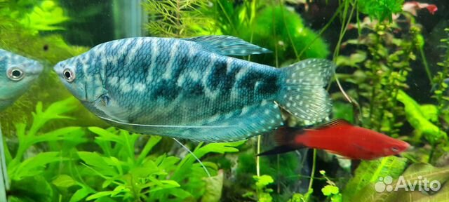 Мраморный гурами самец