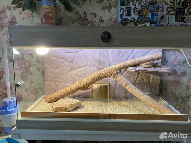 Бородатая агама