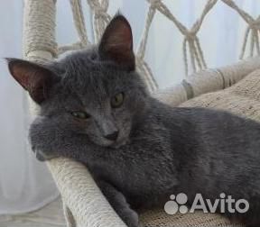 Плюшевая красотка Эльза