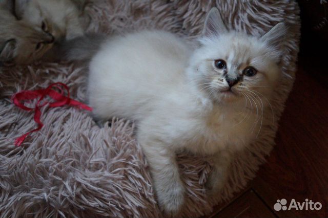 Котята Невская-маскарадная