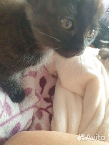 Кошки шотландцы вислоухие