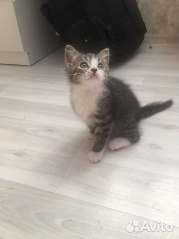 Котенок в добрые руки