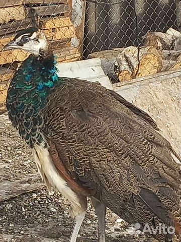 Индийский павлин