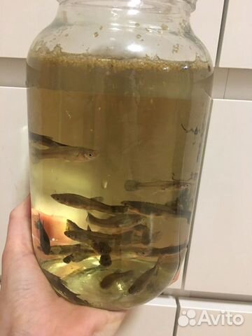 Рыбки гуппи