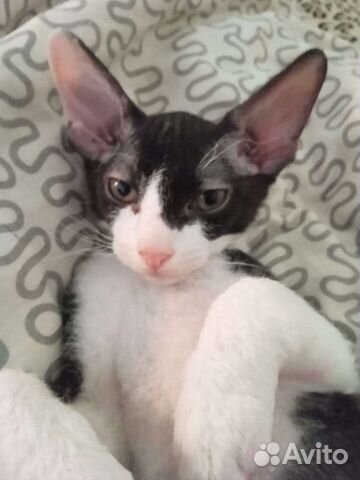 Котёнок Корниш рекс