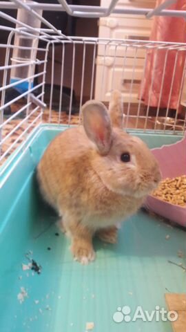 Отдам в добрые руки