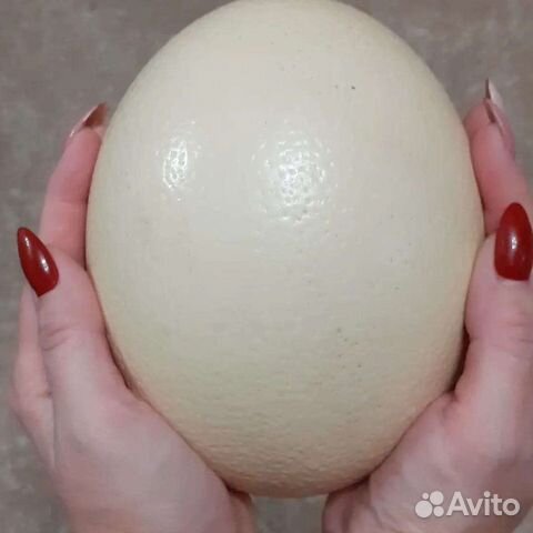 Яйцо страуса