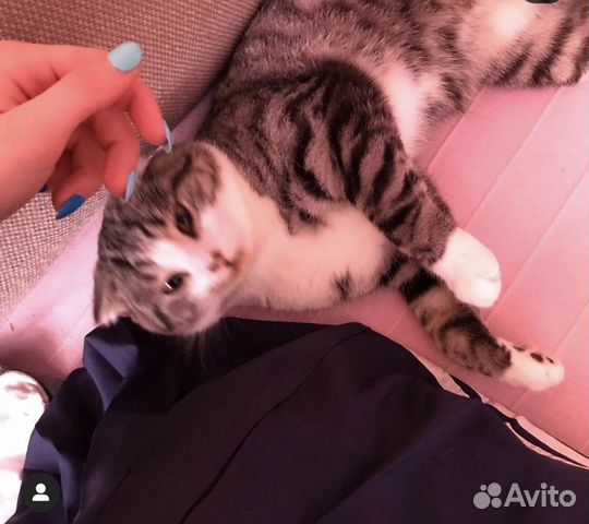 Шотландский вислоухий кот (торг уместен)