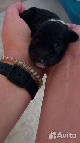 Щенки русского спаниеля