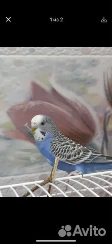 Попугай чех девочка