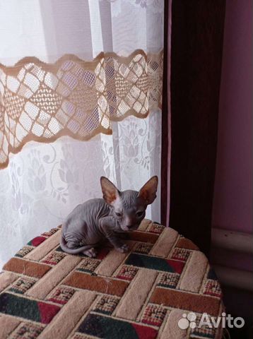 Котенок сфинкса