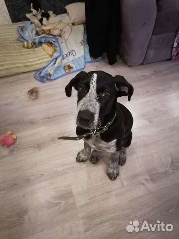 Курцхаар, щенок