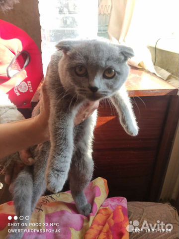 Британская лапочка