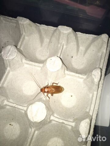 Туркменские тараканы