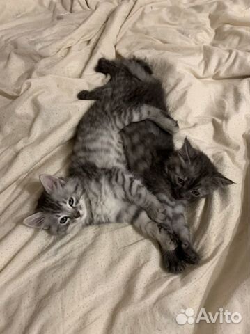 Котята сестренки 2 мес
