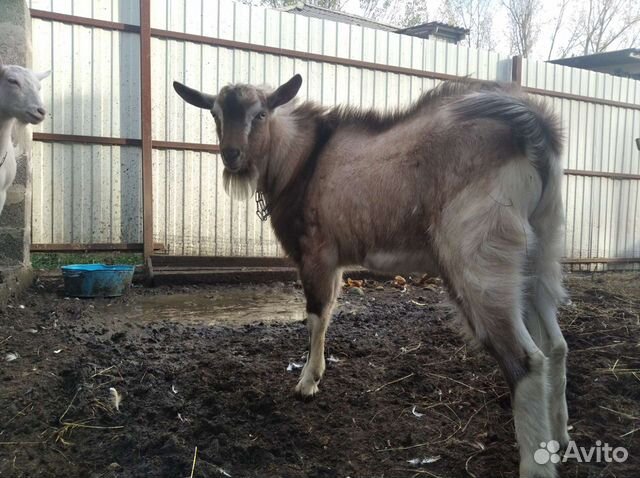 Чешский козел