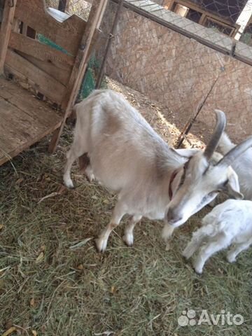 Коза с козлятами